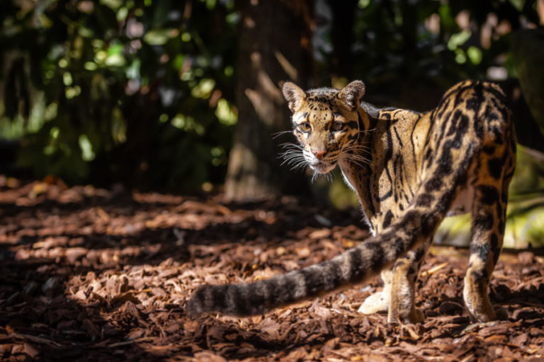 Panthère nébuleuse - Zoo de la Bourbansais - Zoo Rennes, Saint-Malo, 35 ...